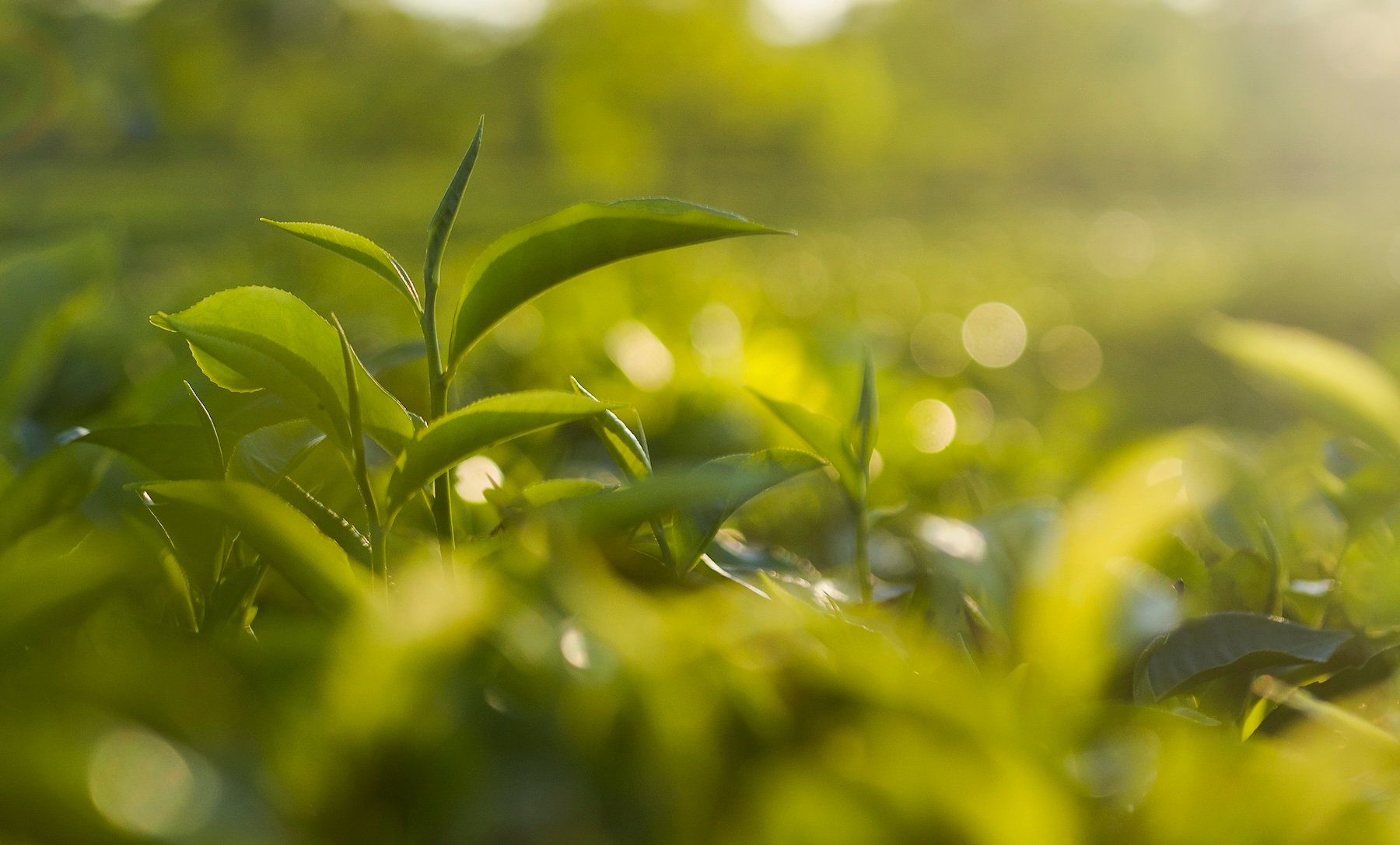 ETP Launches our Global Impact Framework - ETP